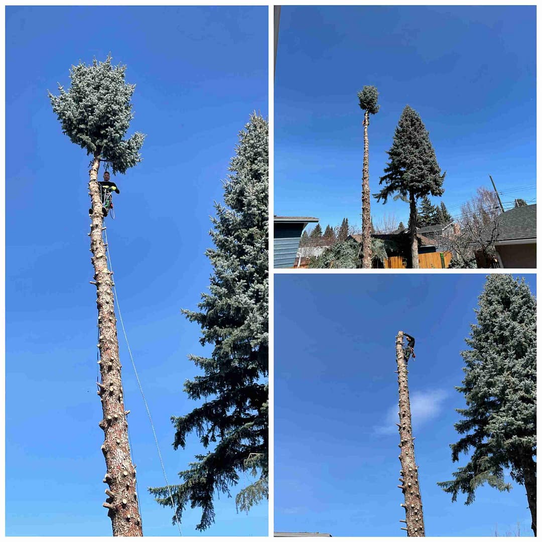 Arborists Calgary - Titan Tree Services - ISA Certified Tree Care